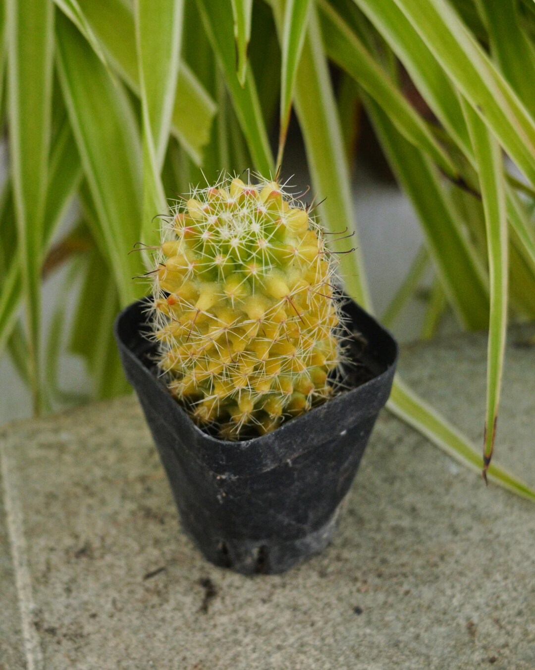 Mammillaria Jaliscana Red - Rare Cacti, Cactus Plants Live - Etsy