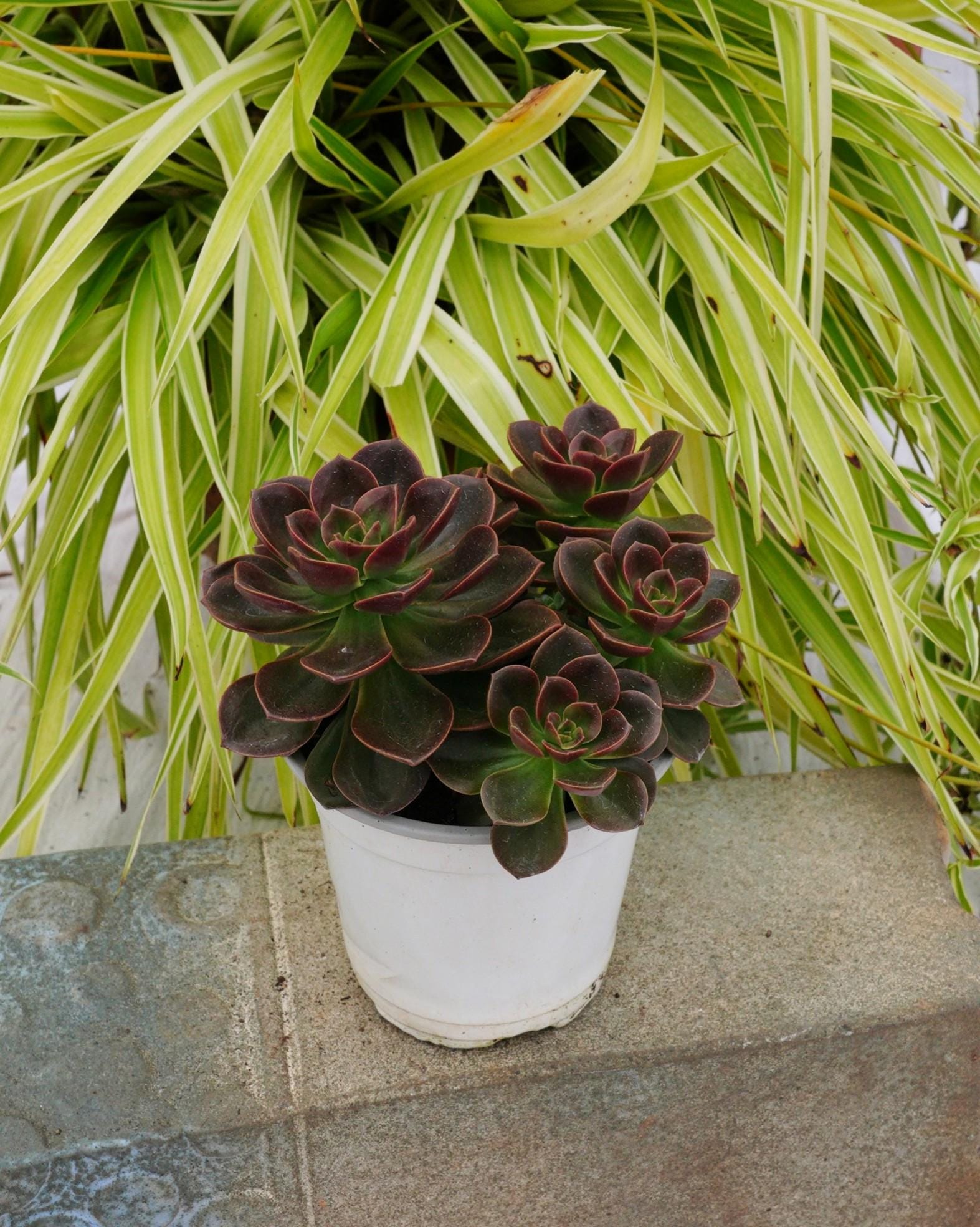 Echeveria Melaco - Succulent - Etsy