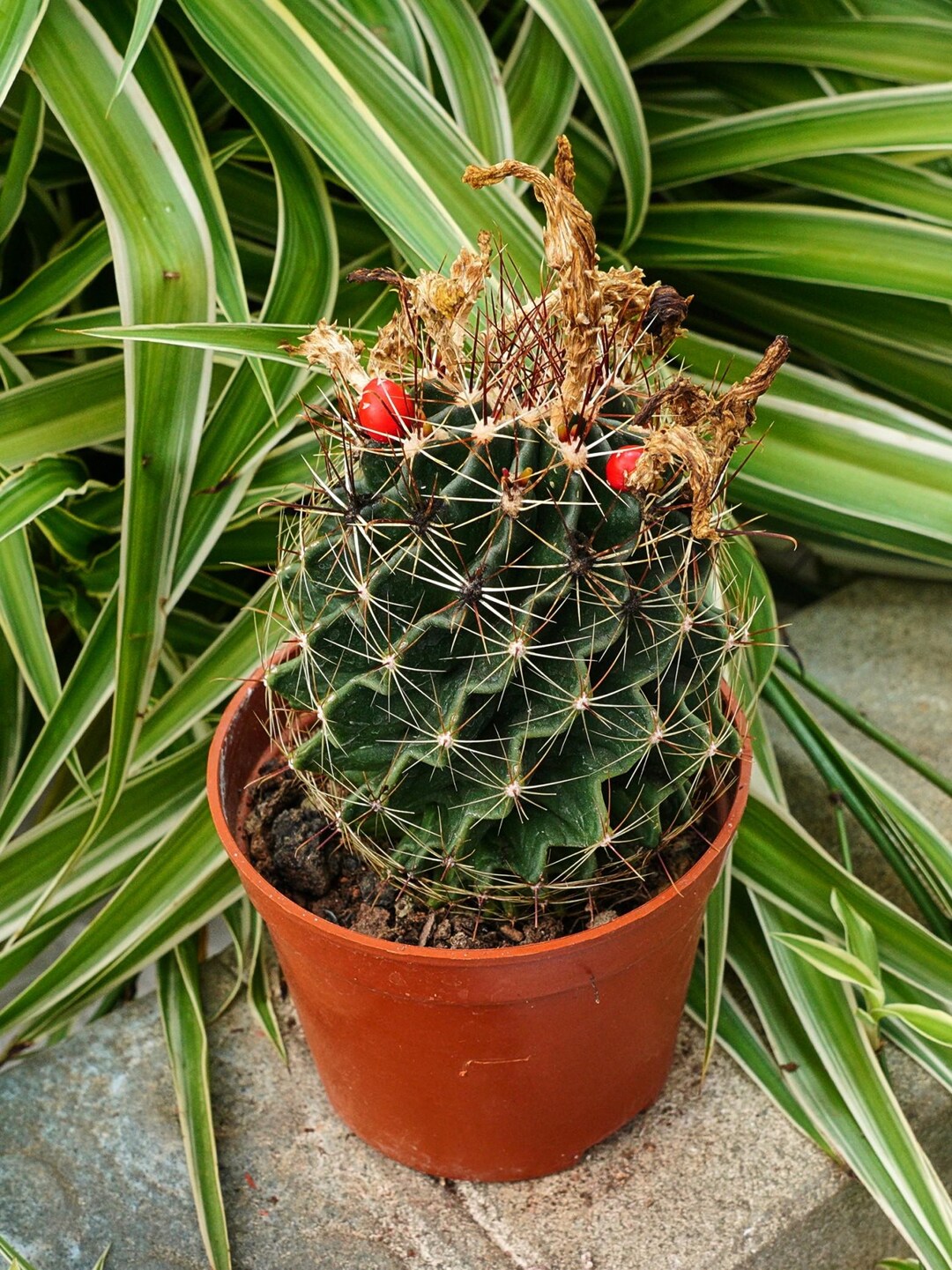 Thelocactus Setispinus Anderson - Rare Cacti, Cactus Plants Live - Etsy