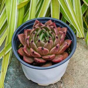 Echeveria Agavoides Halloween - Succulent - Etsy