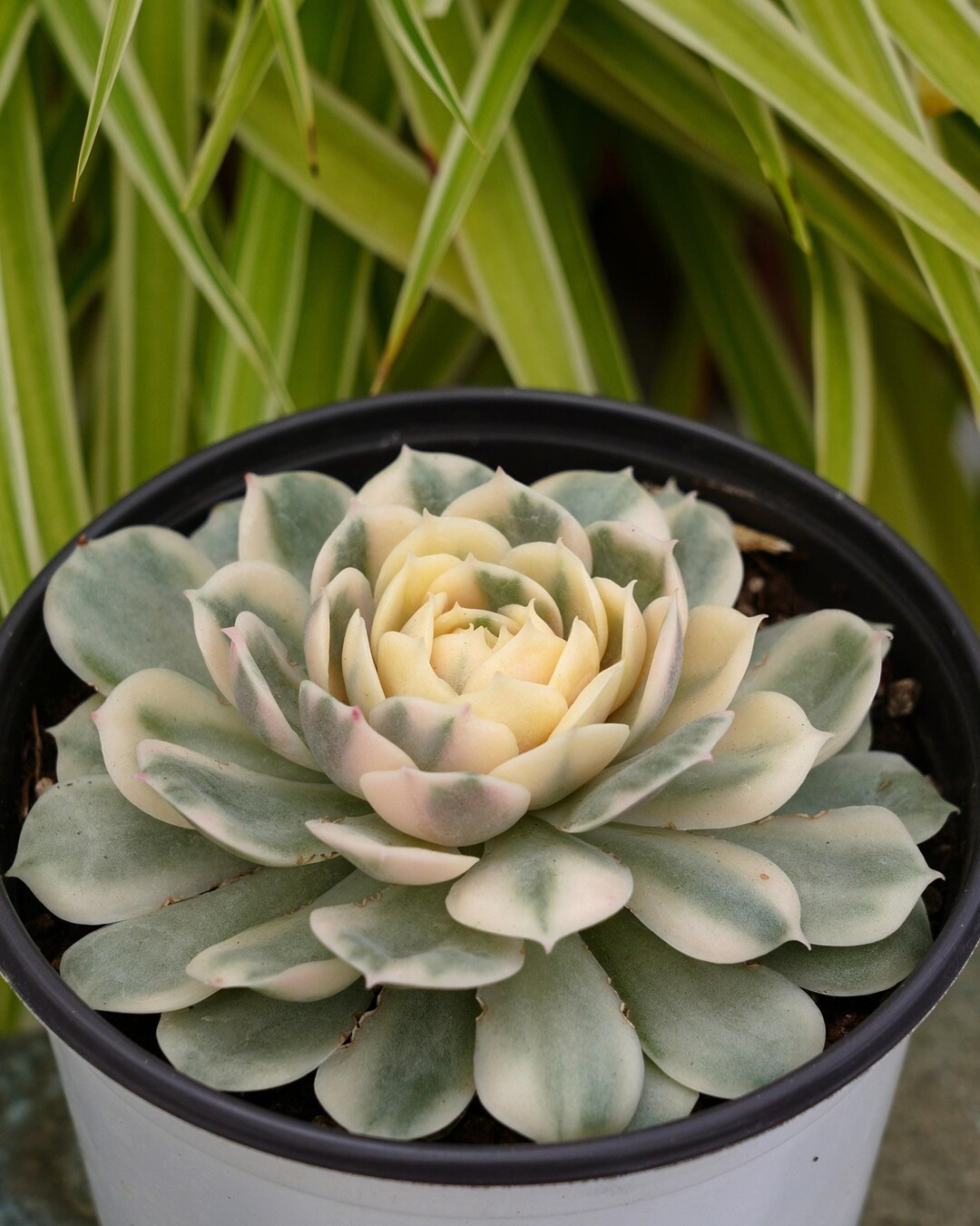 Echeveria Onslow Variegated - Succulent - Etsy Echeveria Onslow Variegated - Succulent - Etsy