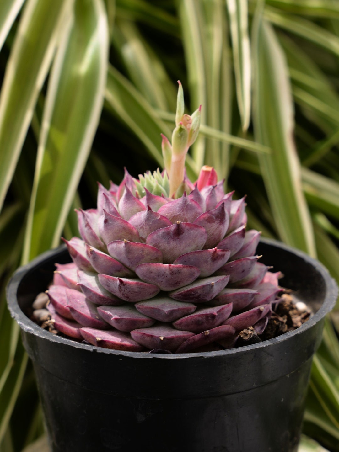 Echeveria Shallo Rose-succulent - Etsy
