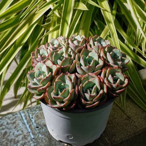 Echeveria Atlantis-succulent - Etsy