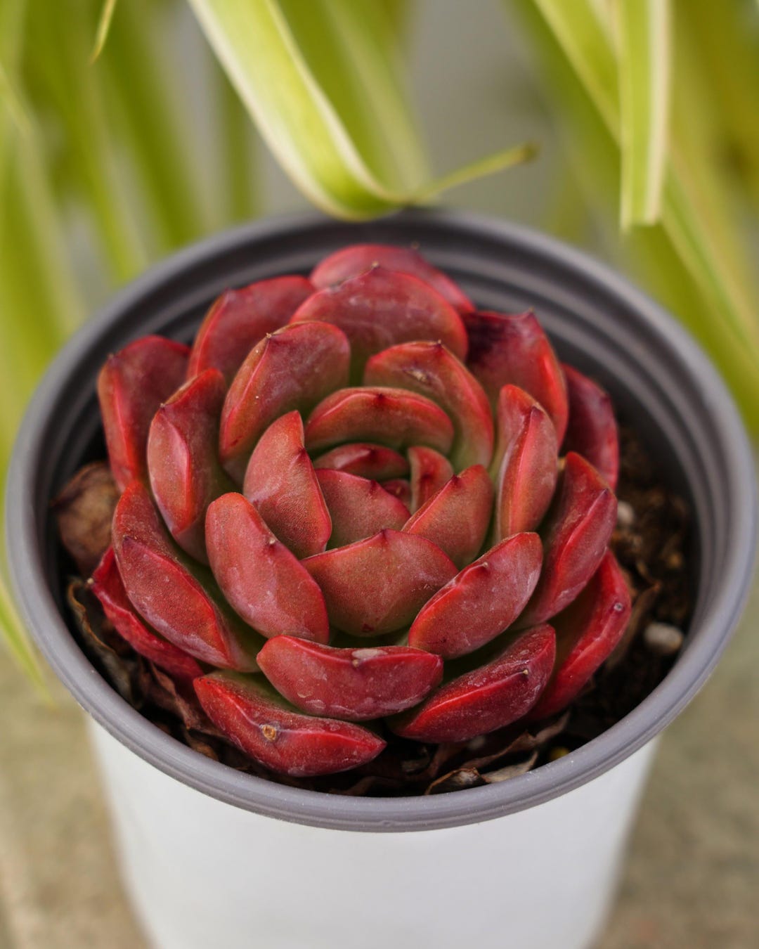 Graptoveria Pink A Grim One - Succulent - Etsy