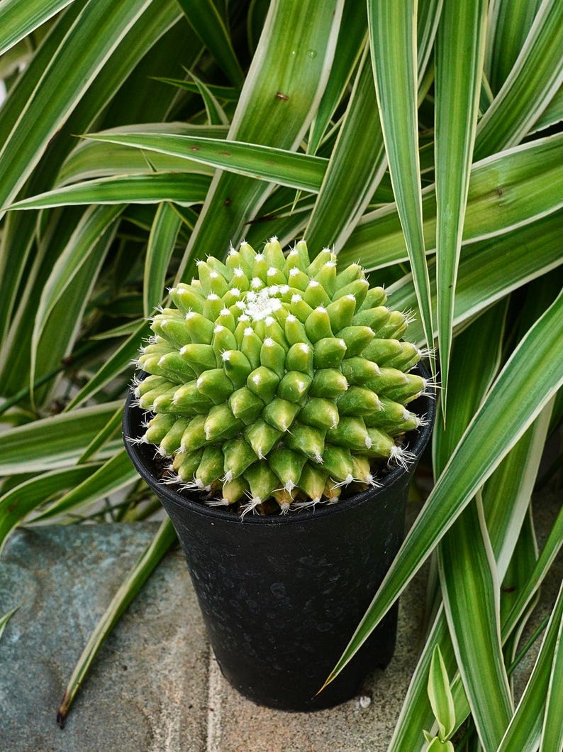 Cactus Ice Cream - Rare Cacti, Cactus Plants Live - Etsy