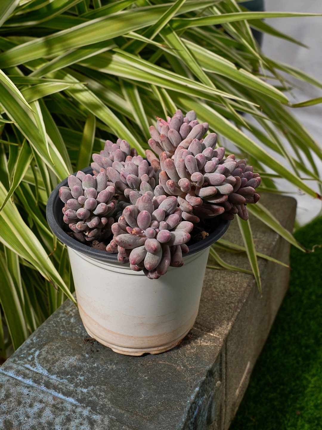 Pachyphytum Baby Finger-succulent - Etsy