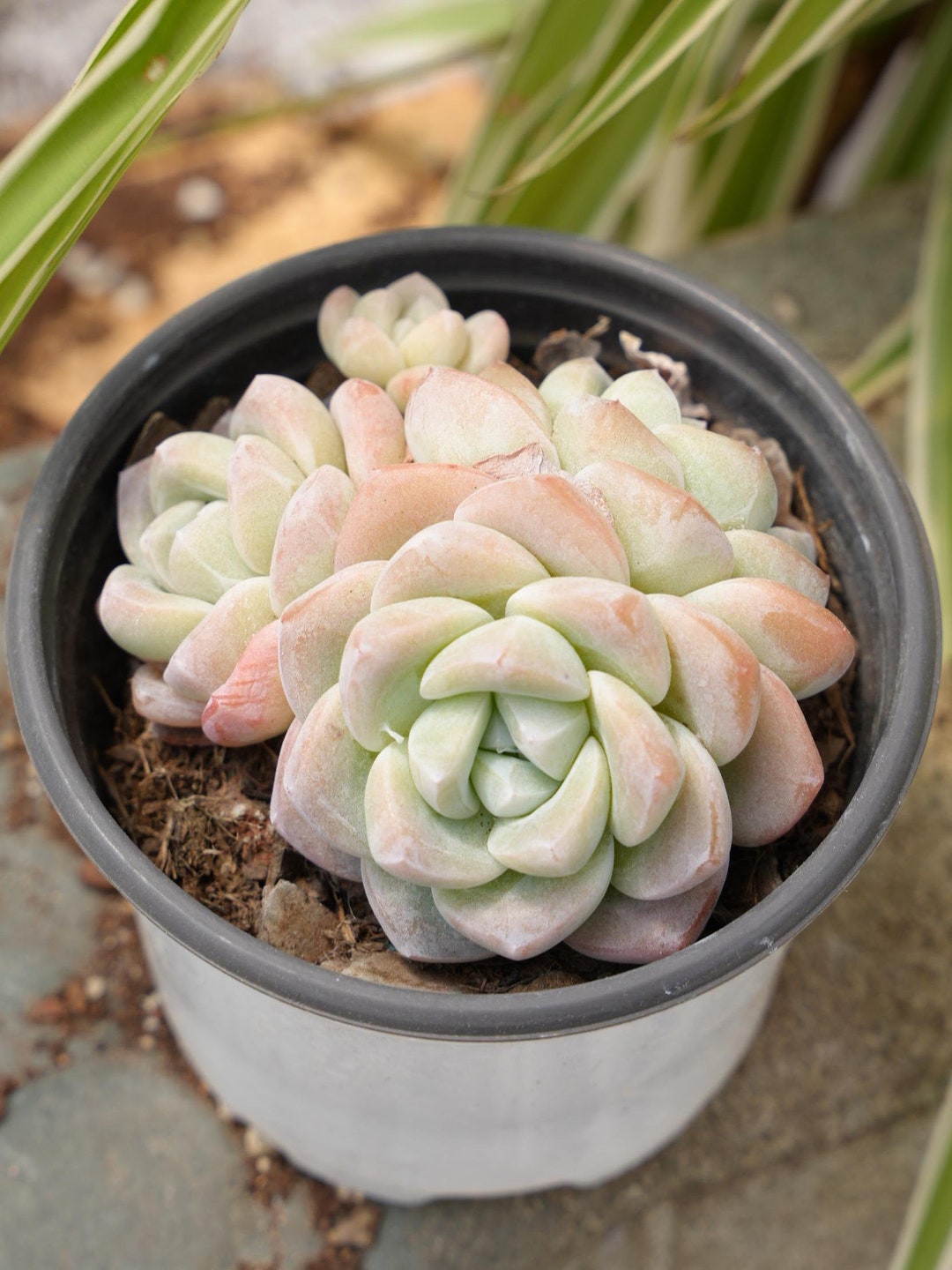 Echeveria Ice Green-succulent - Etsy