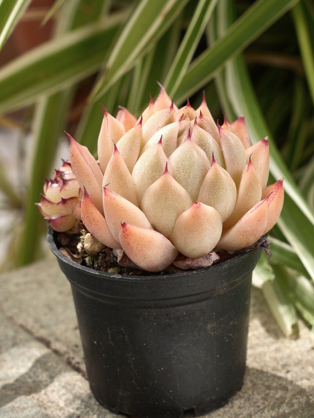 Echeveria Xingyue Bubble-succulent - Etsy