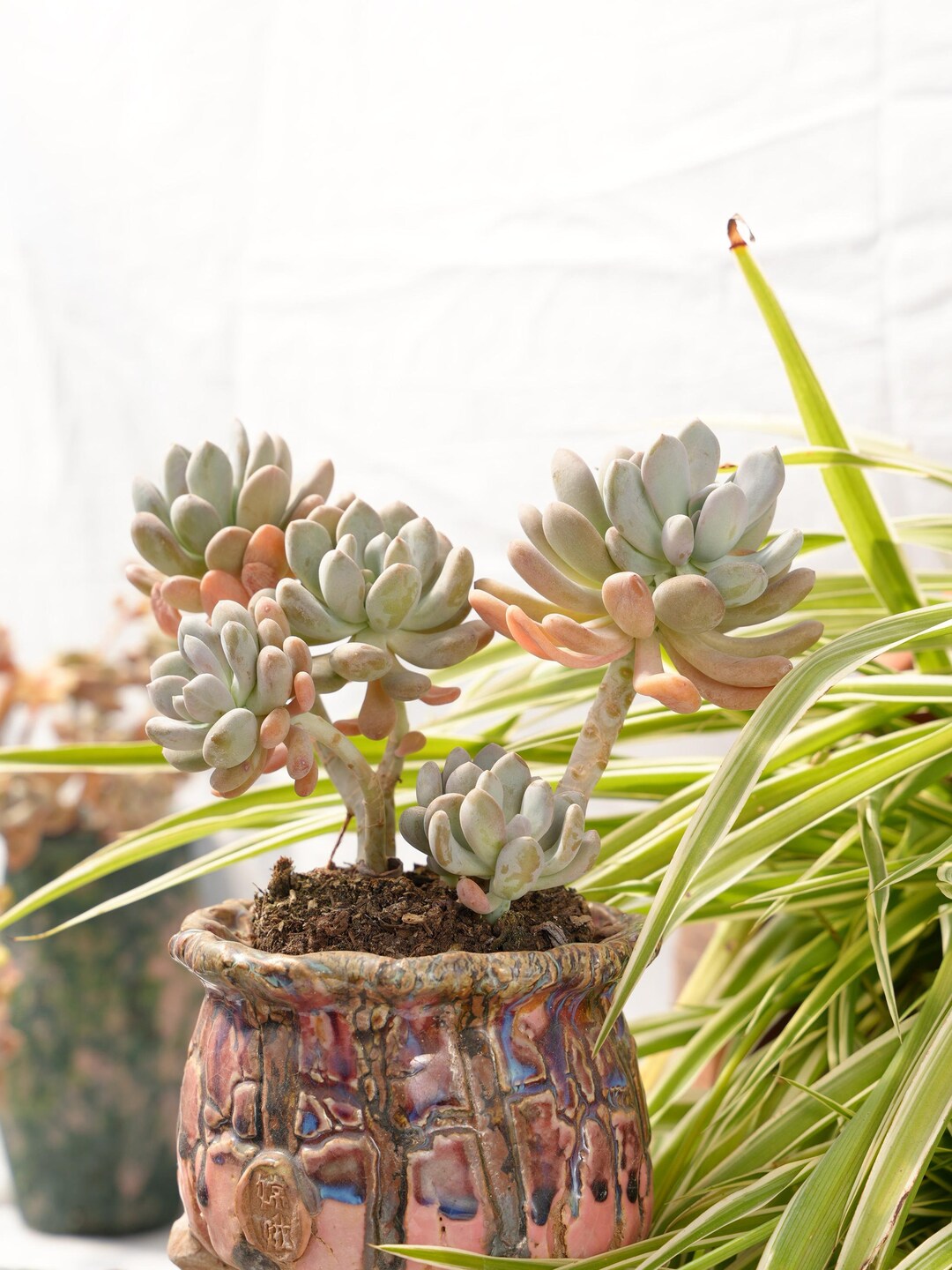Pachyphytum Beauty Finger-succulent - Etsy