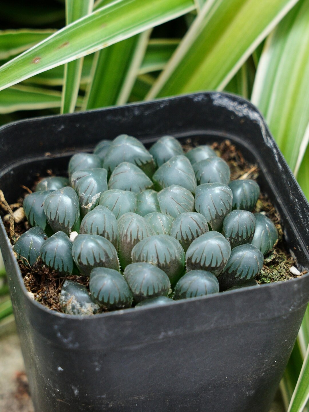 Haworthia Cooperi Ice Lantern - Rare Cacti, Cactus Plants Live - Etsy