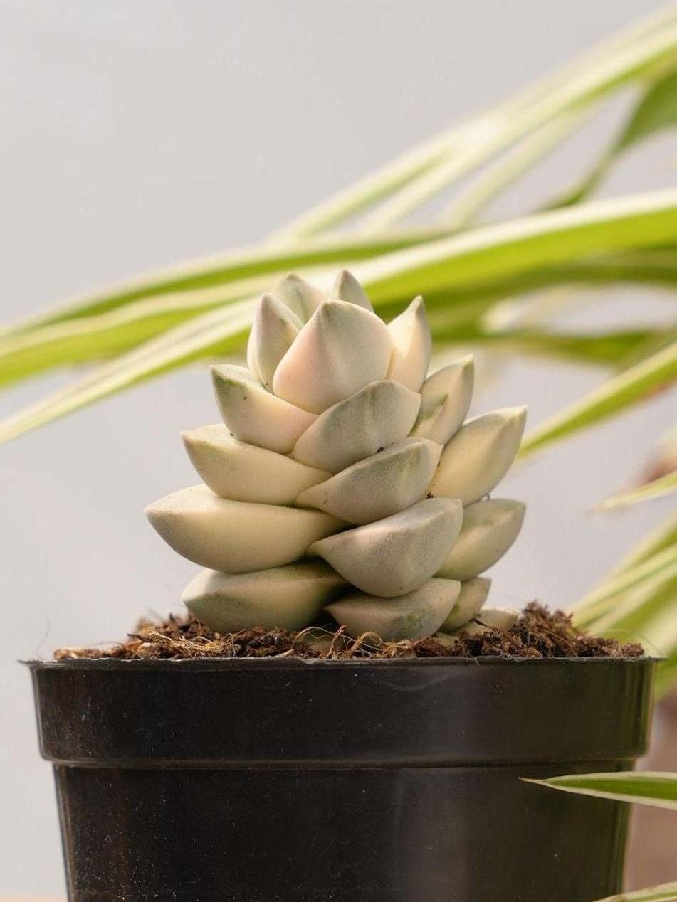 Crassula Moonglow Variegated-succulent - Etsy