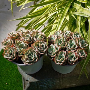 Echeveria Atlantis-succulent - Etsy