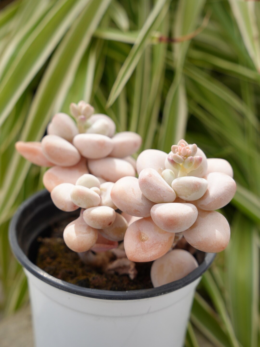 Graptosedum Miul-succulent - Etsy
