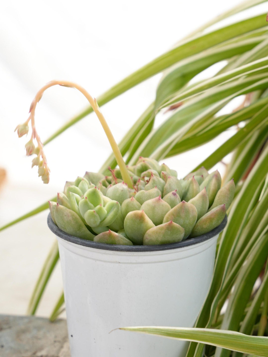 Echeveria Ice Angel-succulent - Etsy