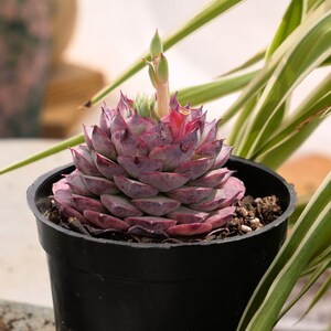 Echeveria Shallo Rose-succulent - Etsy