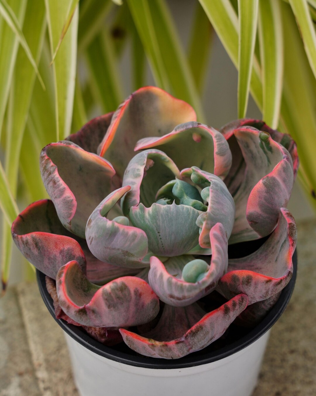 Echeveria Trace Tears Variegateda - Succulent - Etsy