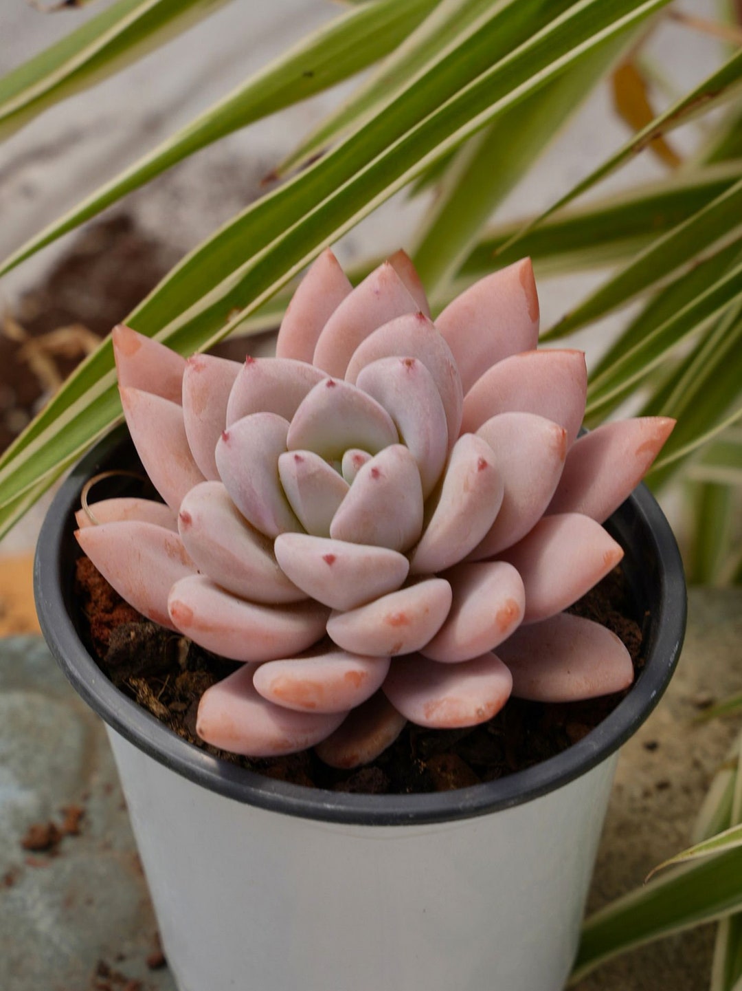 Echeveria Star Snow-succulent - Etsy