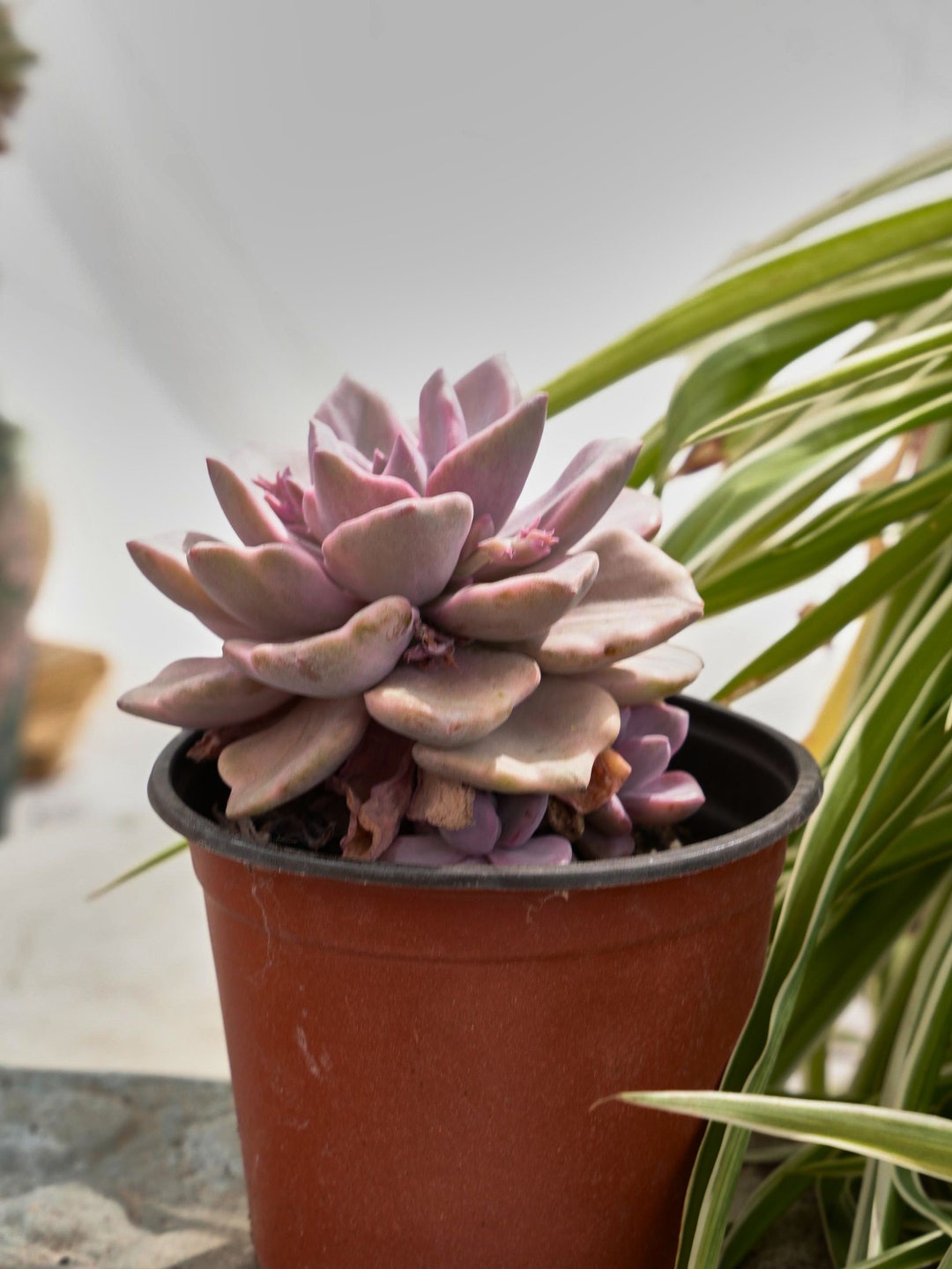 Graptoveria Gypsy Variegated-succulent - Etsy