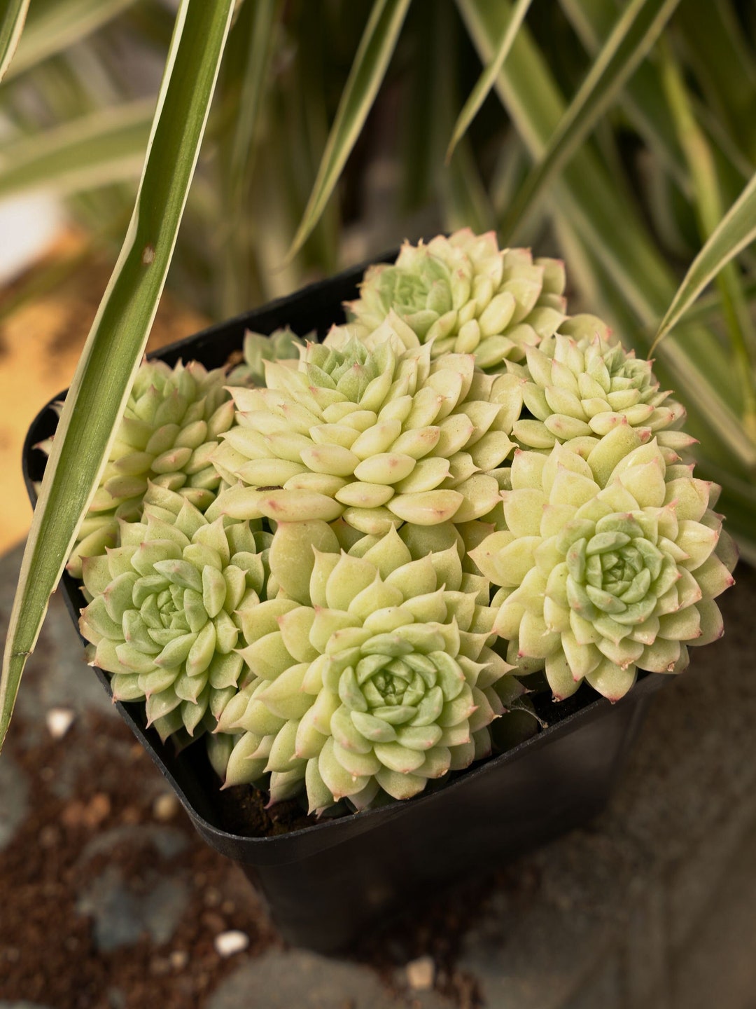 Echeveria Meini-succulent - Etsy