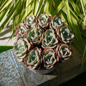 Echeveria Atlantis-succulent - Etsy