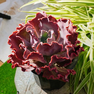 Echeveria Red Coral-succulent - Etsy