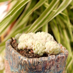 Echeveria Ball of Fat-succulent - Etsy