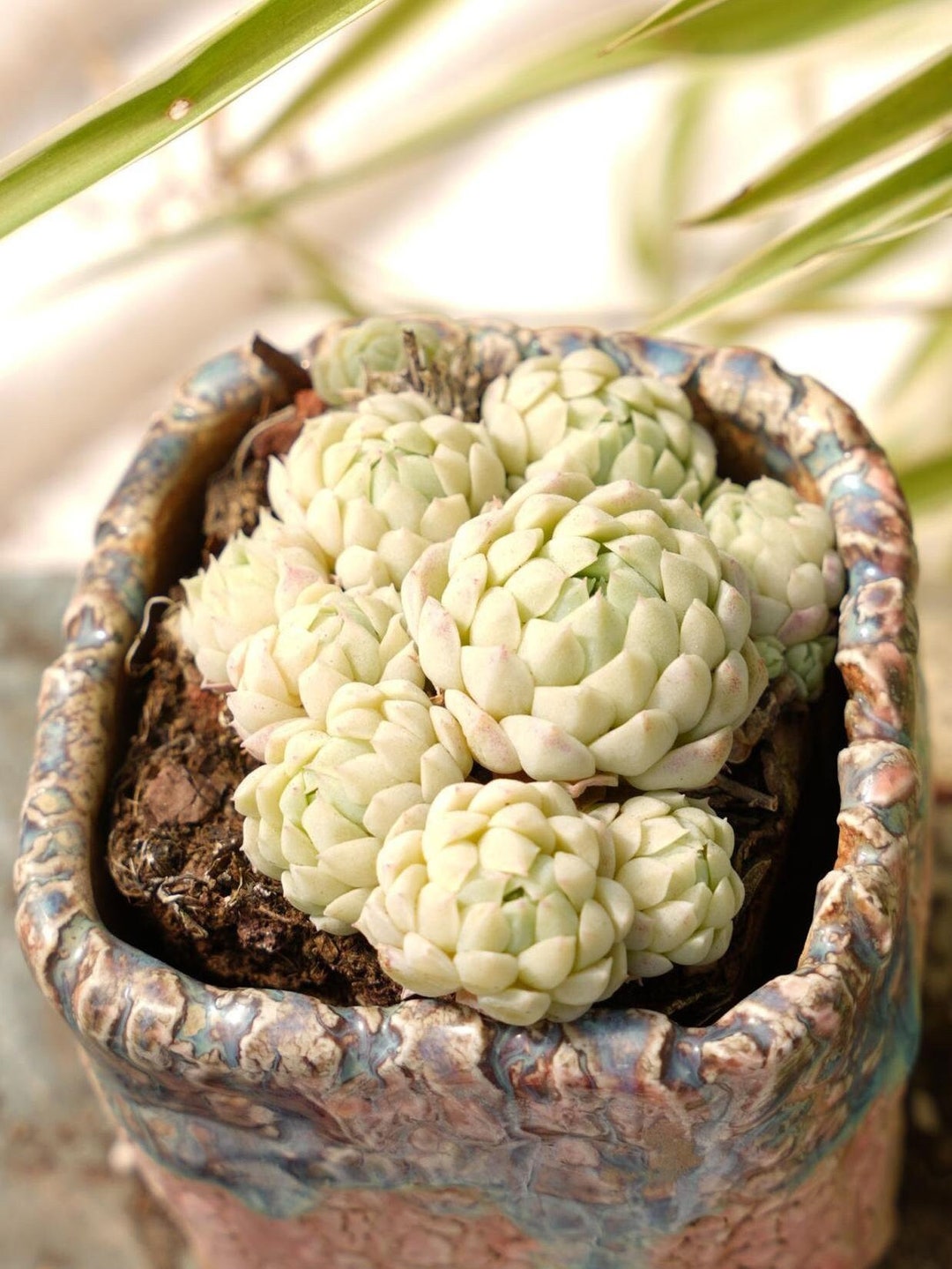 Echeveria Ball of Fat-succulent - Etsy