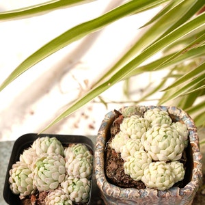 Echeveria Ball of Fat-succulent - Etsy