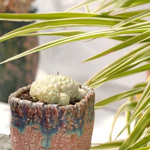 Echeveria Ball of Fat-succulent - Etsy