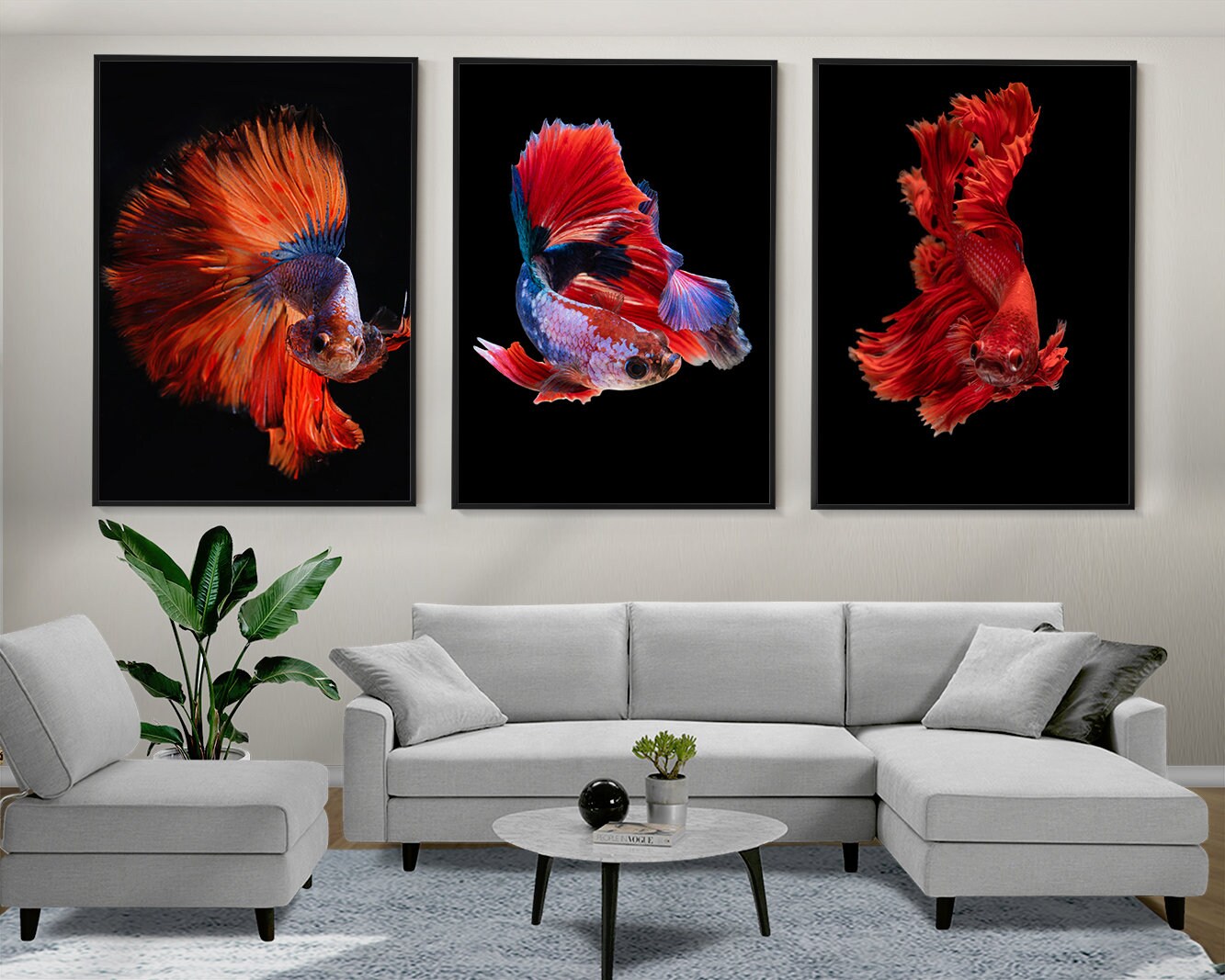 Betta Fish Set of 3 Posters, Siamese Fighting Fish Photo, Red Fish ...