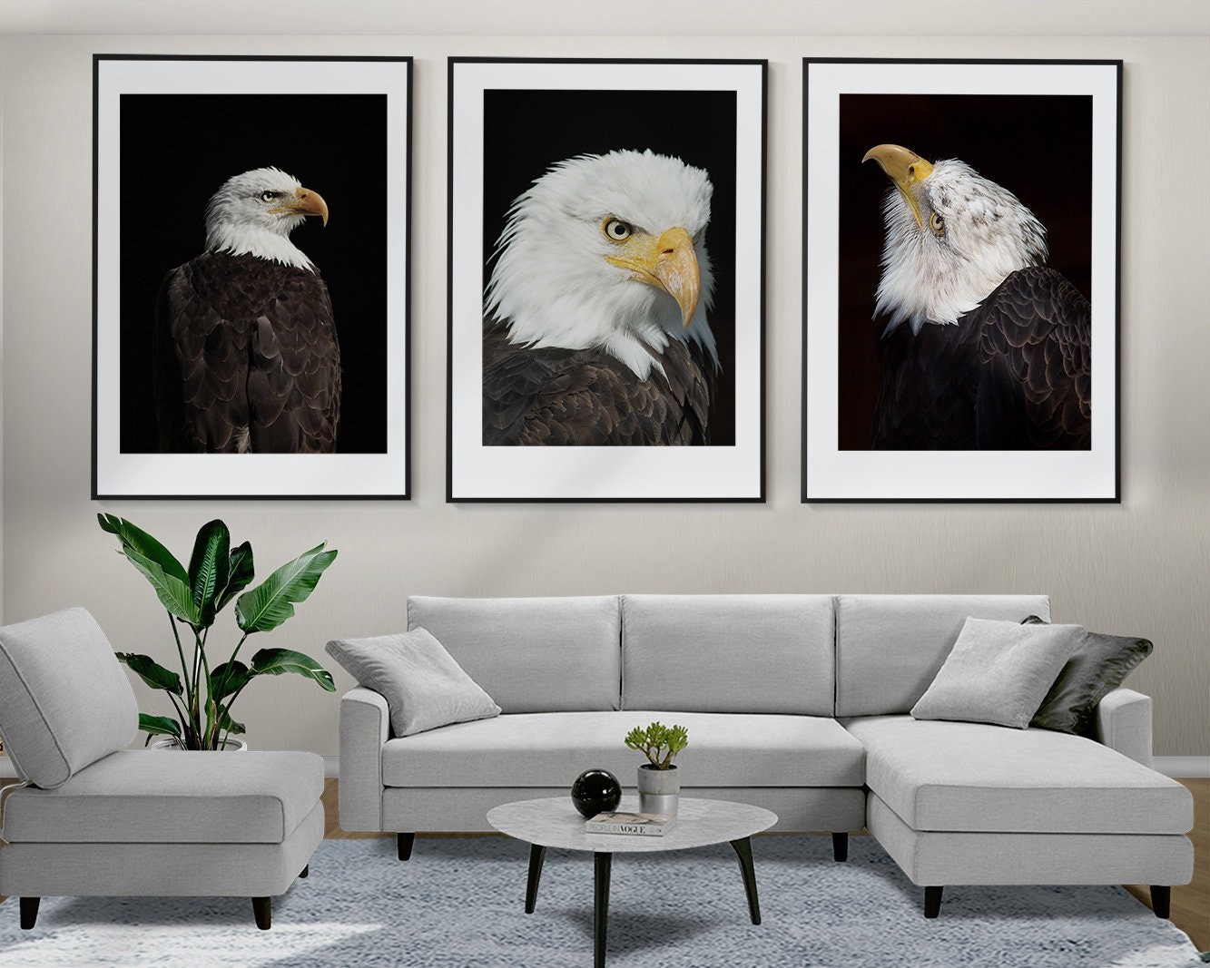 Bald Eagle of 3 Posters, Eagle Photo, Eagle Prints, Bird of Prey ...
