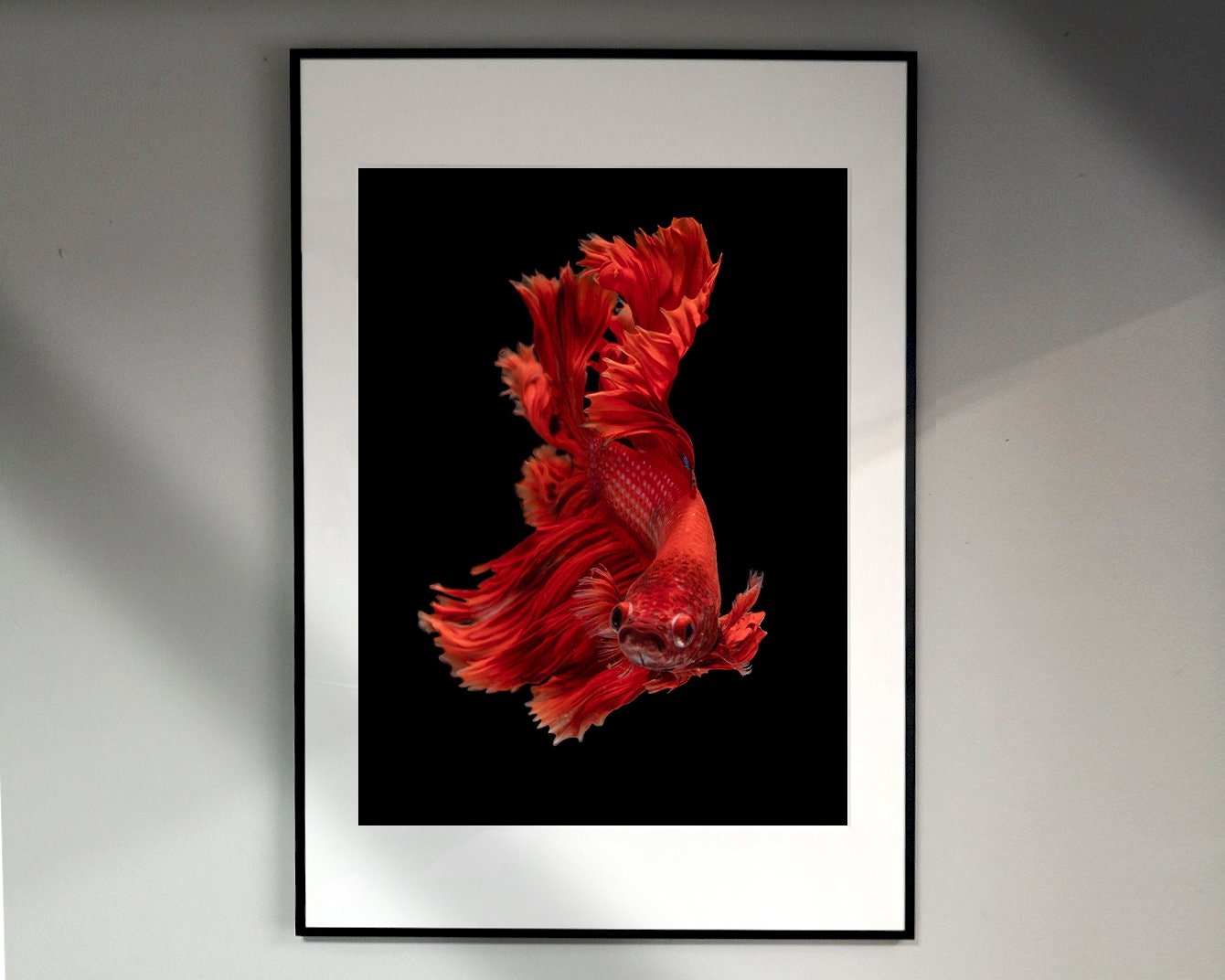 Betta Fish Set of 3 Posters, Siamese Fighting Fish Photo, Red Fish ...