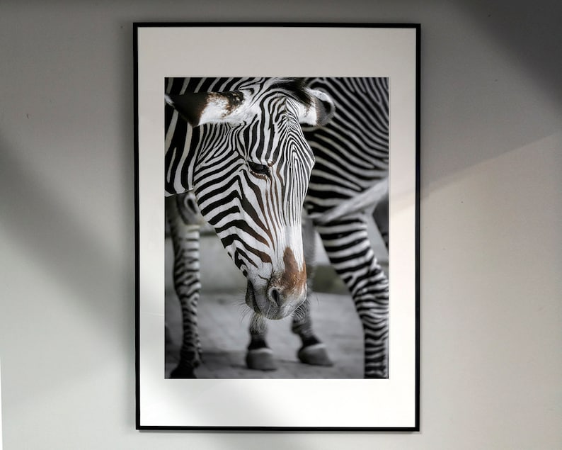 Zebra Set of 3 Posters, Zebras Photo, Zebra Prints, Animals Wall Art - Etsy