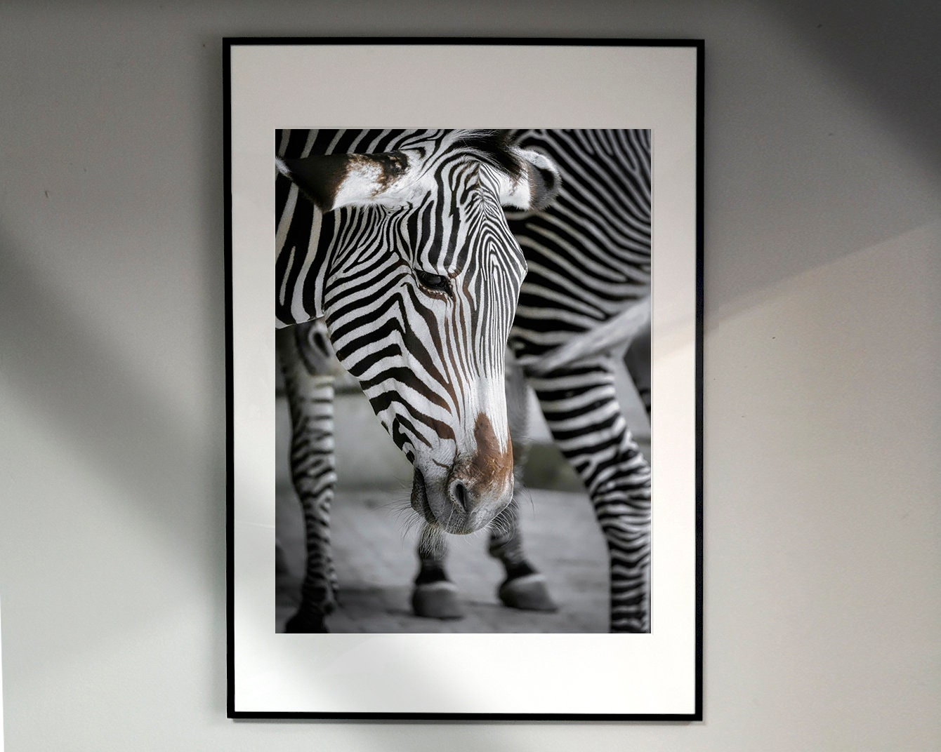 Zebra Set of 3 Posters, Zebras Photo, Zebra Prints, Animals Wall Art - Etsy