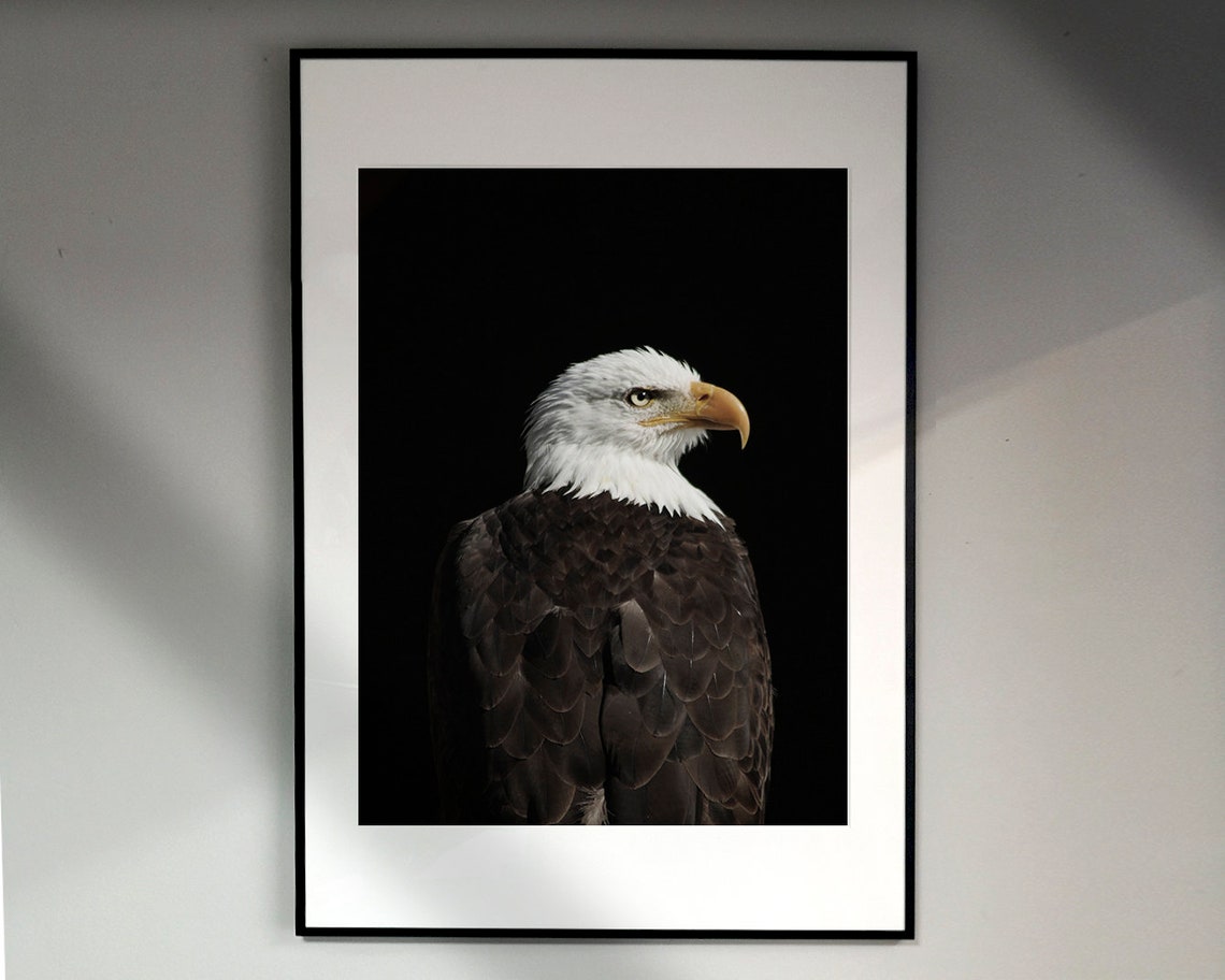 Bald Eagle of 3 Posters, Eagle Photo, Eagle Prints, Bird of Prey ...