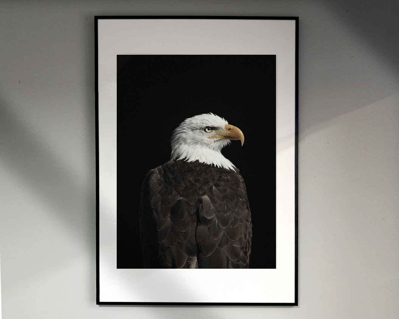 Bald Eagle of 2 Posters, Eagle Photo, Eagle Prints, Bird of Prey ...