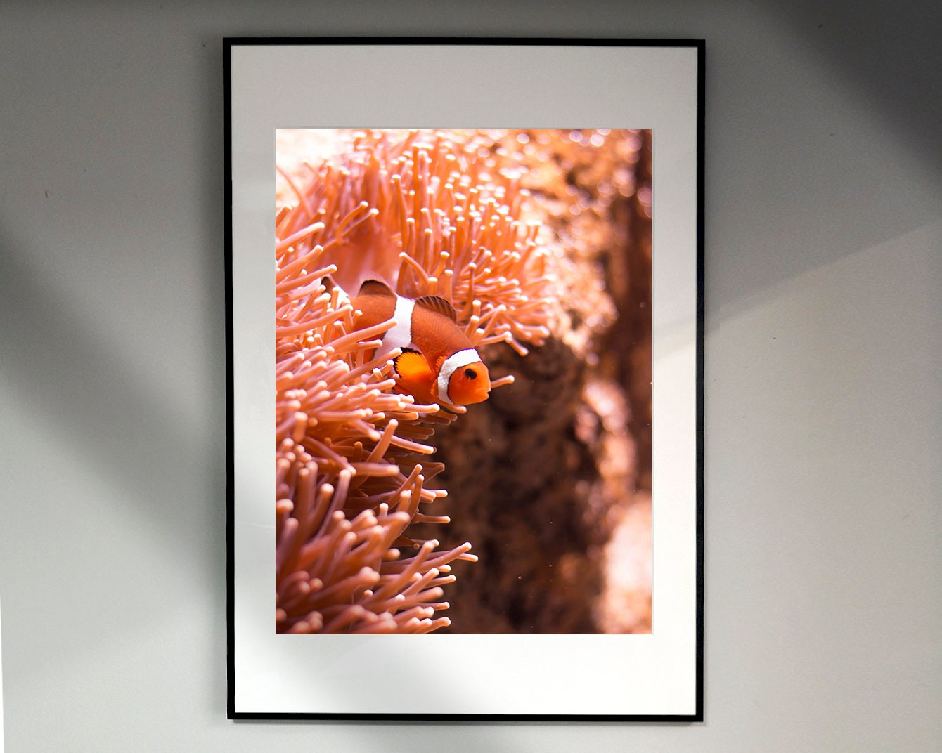 Clown Anemonefish Set of 2 Posters, Clown Fish Photo, Clown Fish Prints ...