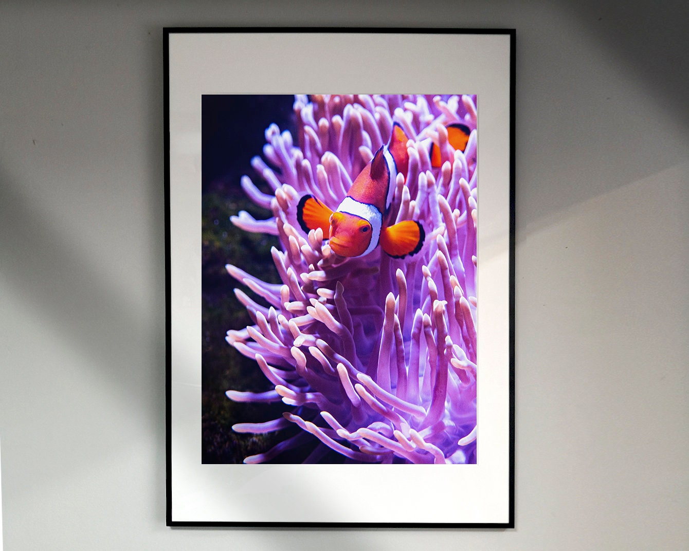 Clown Anemonefish Set of 2 Posters, Clown Fish Photo, Clown Fish Prints ...