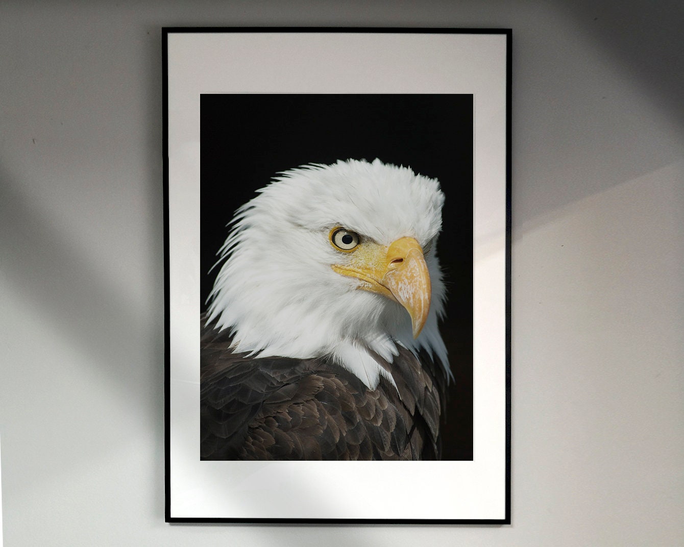 Bald Eagle of 2 Posters, Eagle Photo, Eagle Prints, Bird of Prey ...