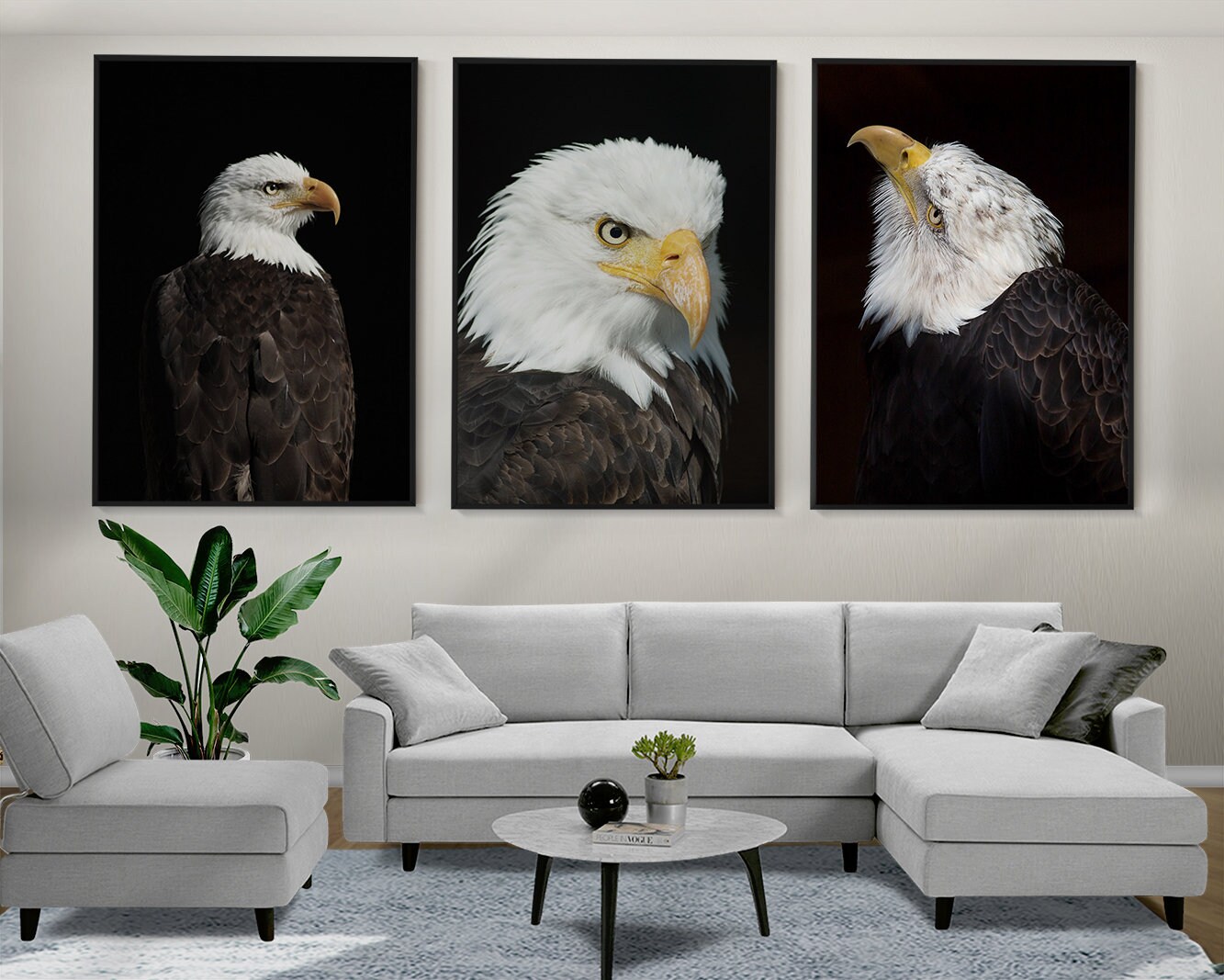 Bald Eagle of 3 Posters, Eagle Photo, Eagle Prints, Bird of Prey ...