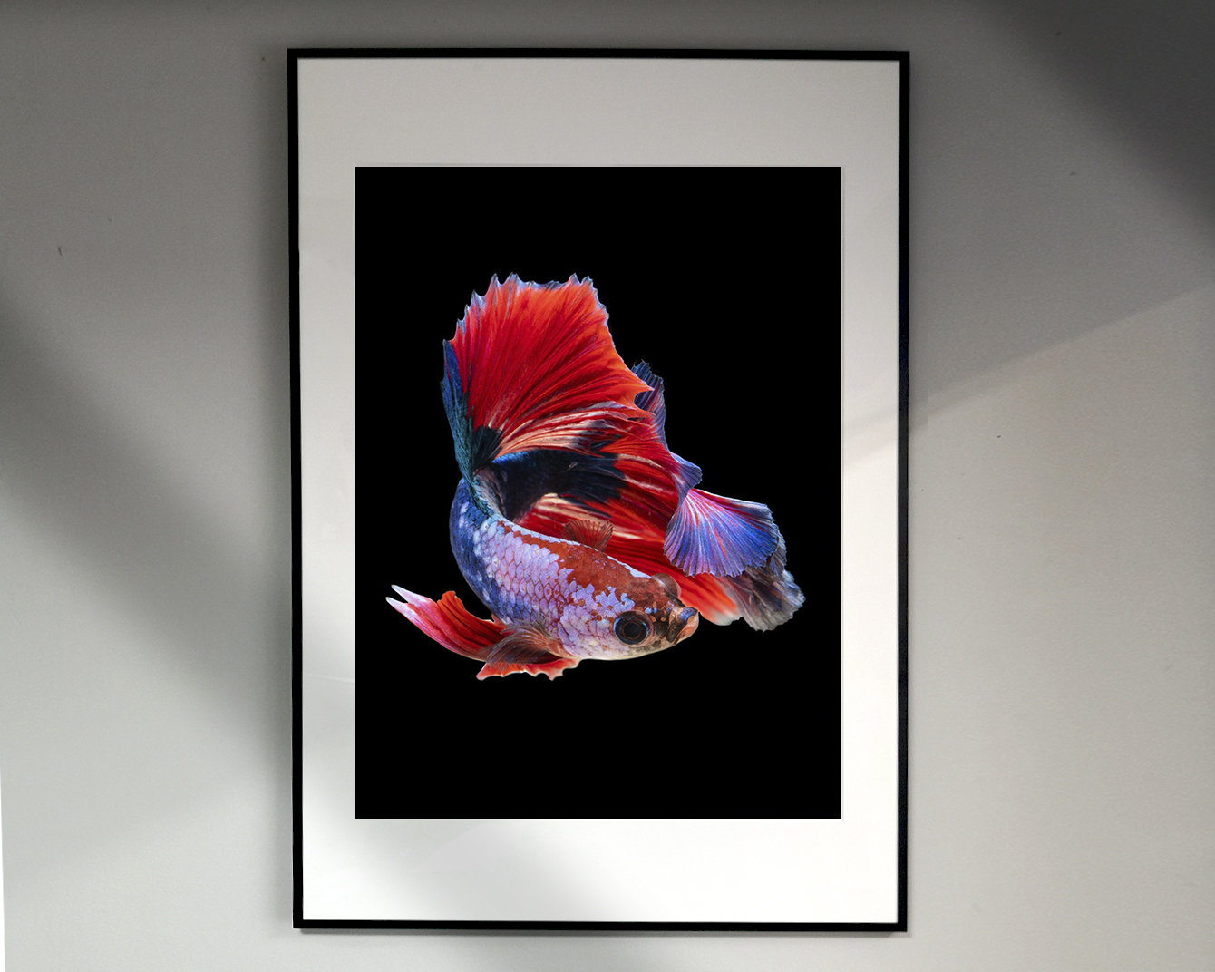 Betta Fish Set of 3 Posters, Siamese Fighting Fish Photo, Red Fish ...