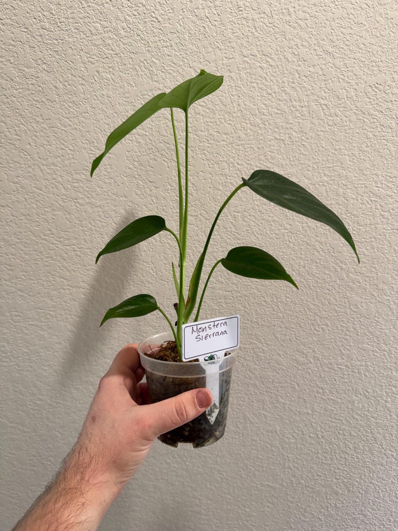 Monstera Sierrana | 4in. Pot | Fully Rooted in Moss - Etsy
