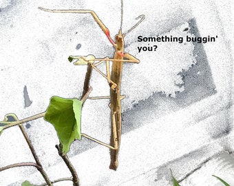 Insect Pop Art - Etsy