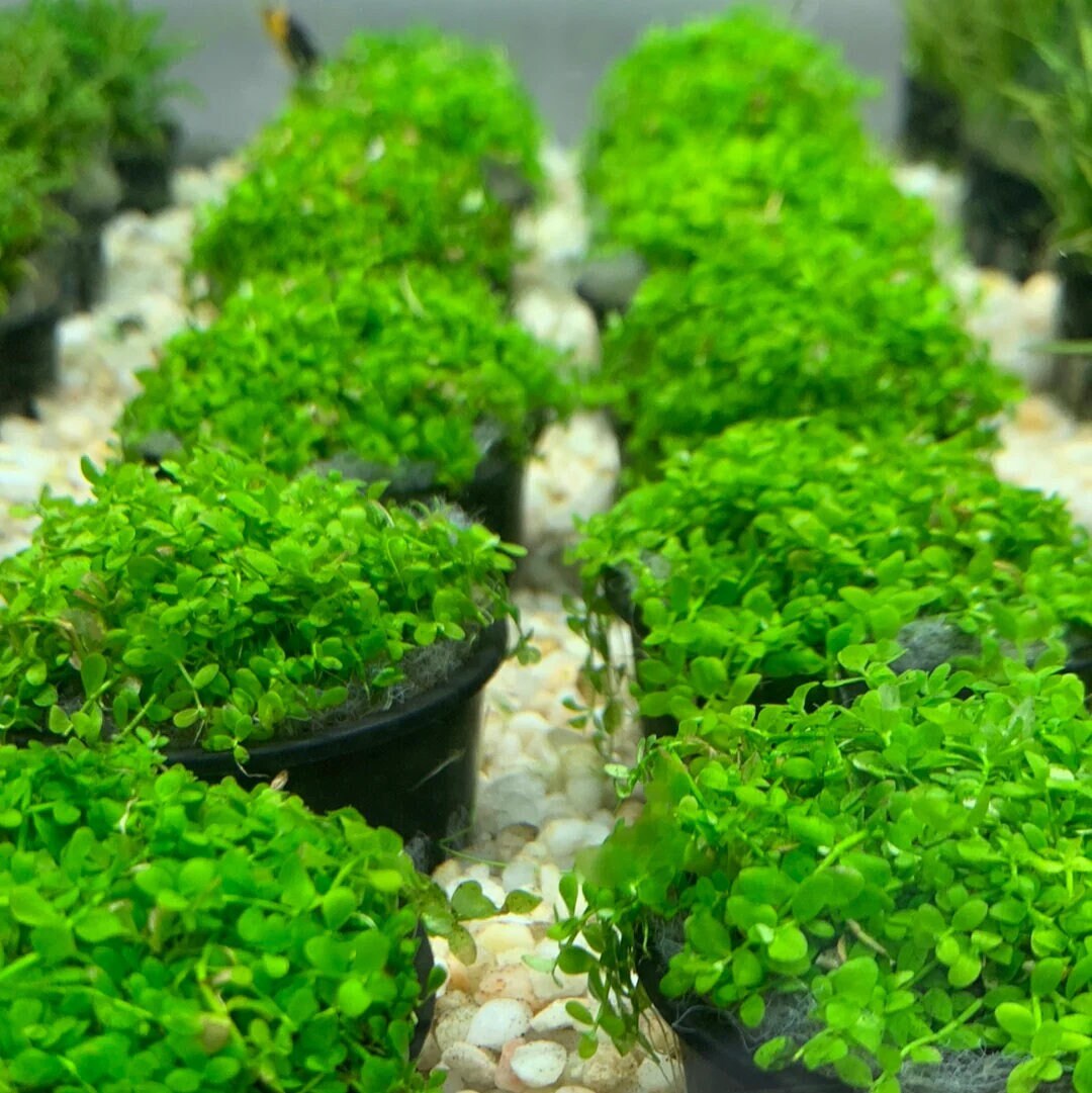 Micranthemum Monte Carlo Potted Aquarium Plant - Etsy
