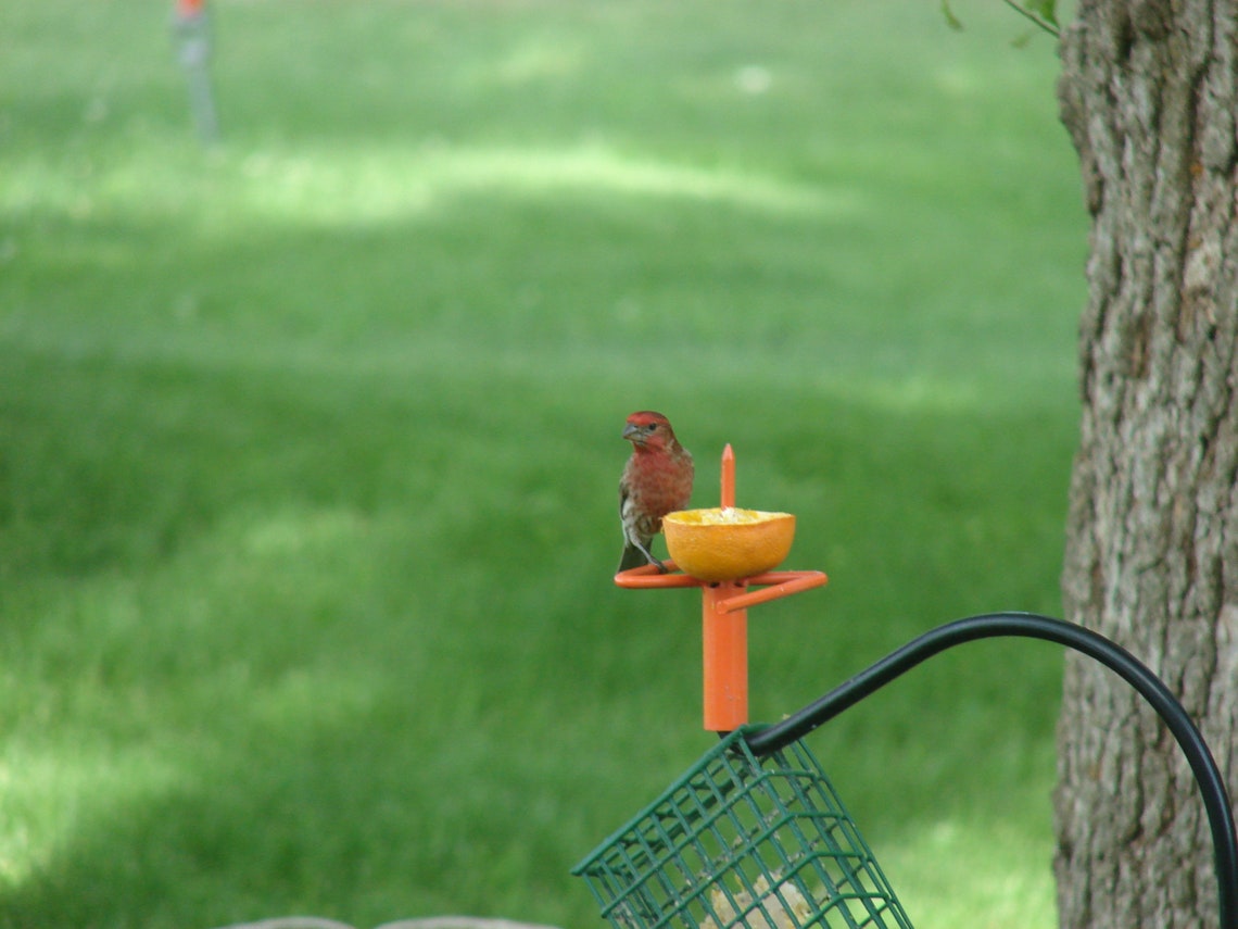 Handmade Orange Metal Oriole Feeder for Mounting on Shepherds Hook - Etsy