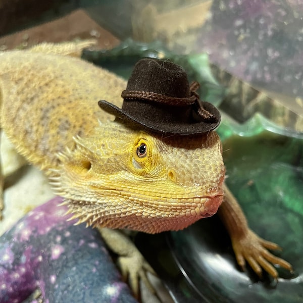 Leopard Gecko - Etsy