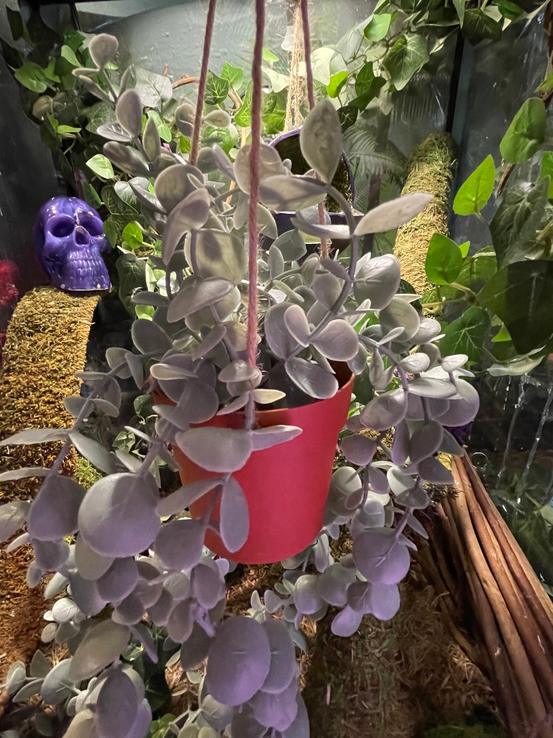 Eucalyptus Hanging Reptile Hideout (artificial) - Etsy