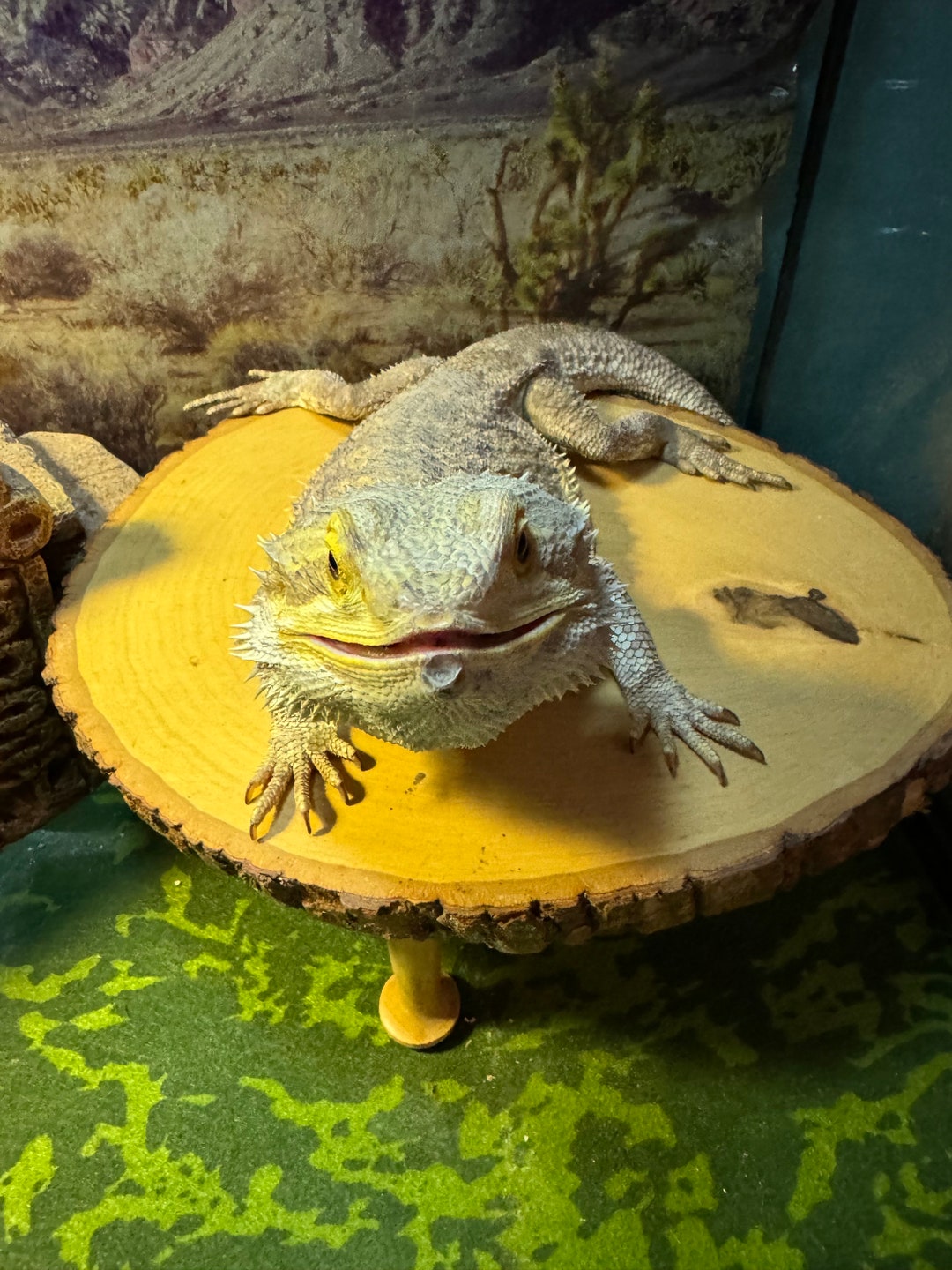 Splat Pad Basking Platform 2 Sizes and 2 Heights to Choose Natural ...
