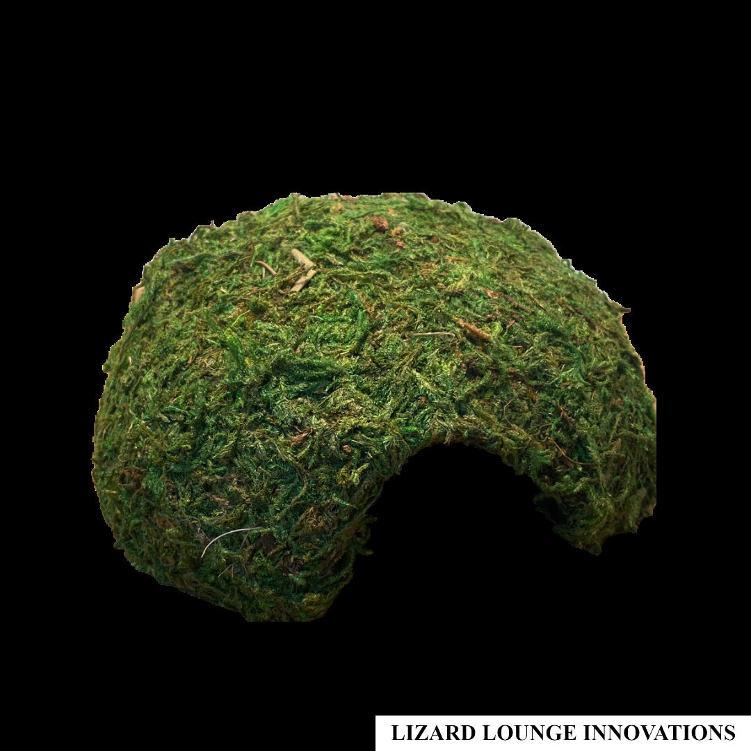 Hidin' in Half Shell - Moss Covered Coconut Hide - Etsy