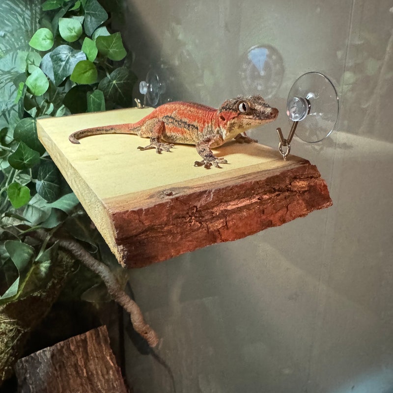 Leopard Gecko - Etsy